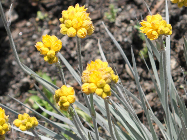 Grey Cottonhead | Conostylis candicans 'silver | Flower Database