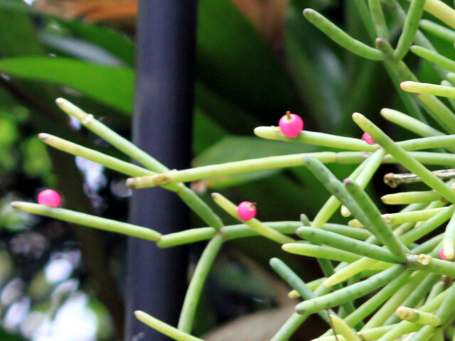 Rhipsalis quellebambensis | Rhipsalis | Flower Database
