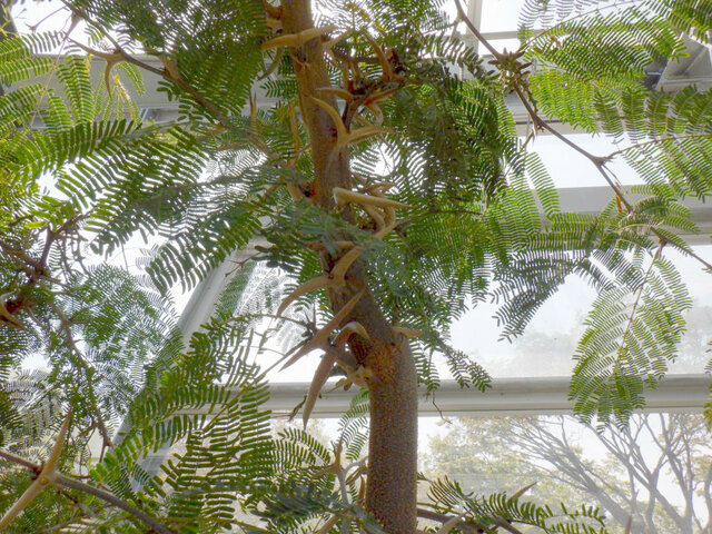 Acacia cornigera | Acacia cornigera | Flower Database