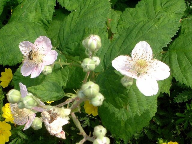 Blackberry | Rubus fruticosus | Flower Database