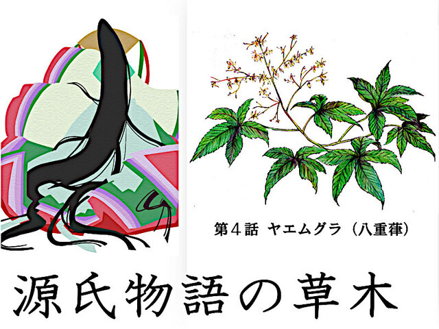 ヤエムグラ | Humulus japonicus | かぎけん花図鑑