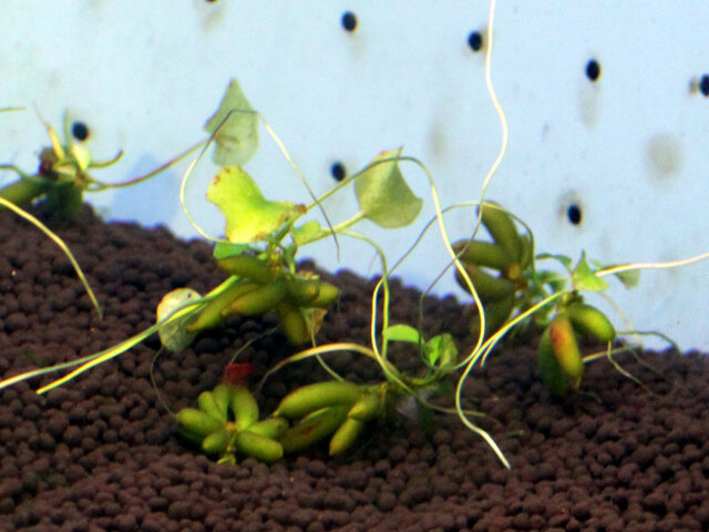 Nymphoides indica | Nymphoides indica | Flower Database