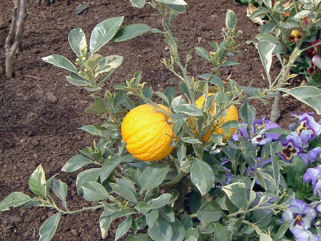 Bitter orange | Citrus aurantium | Flower Database