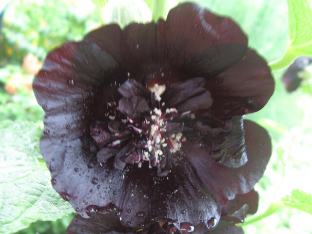 black mallow | Althaea rosea var. nigra | Flower Database