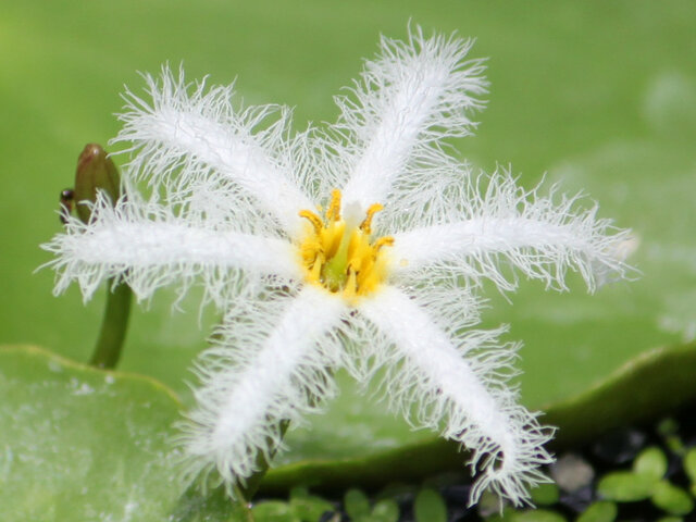 Nymphoides indica | Nymphoides indica | Flower Database