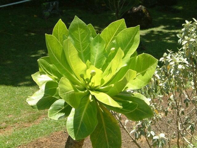 Brighamia insignis | Brighamia insignis | Flower Database