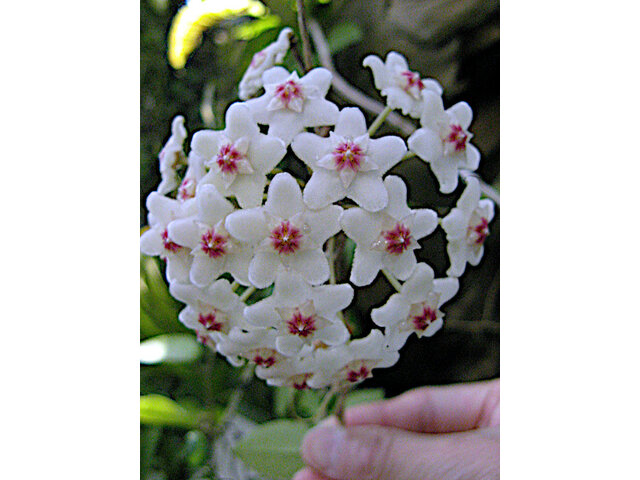 Hoya carnosa | Hoya carnosa | Flower Database