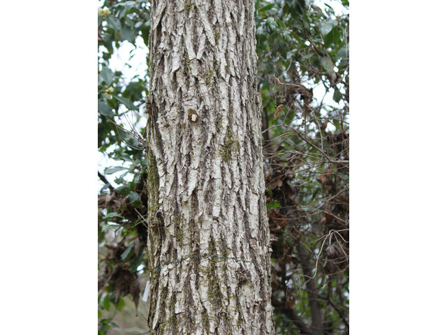Quercus crispula | Quercus crispula | Flower Database