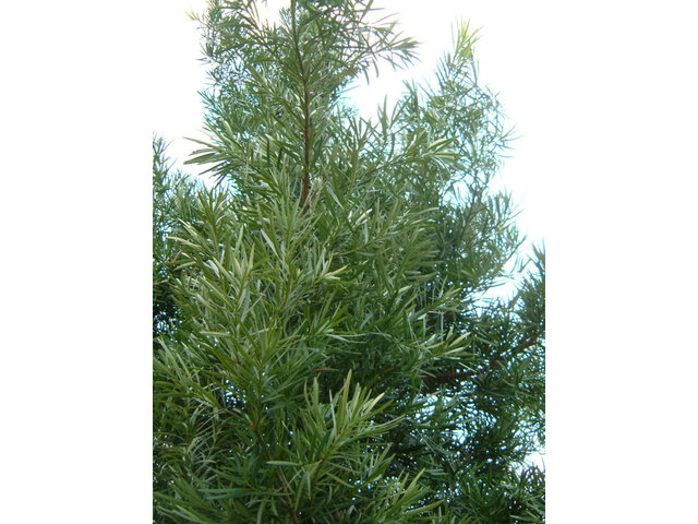 Fern pine | Podocarpus macrophyllus | Flower Database