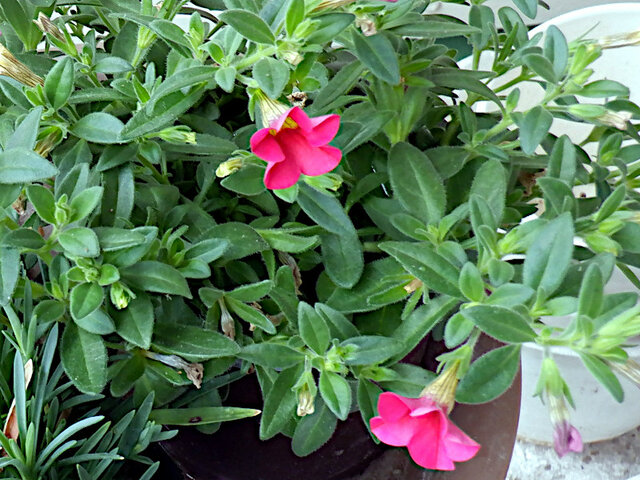 Calibrachoa | Calibrachoa x hybrida | Flower Database