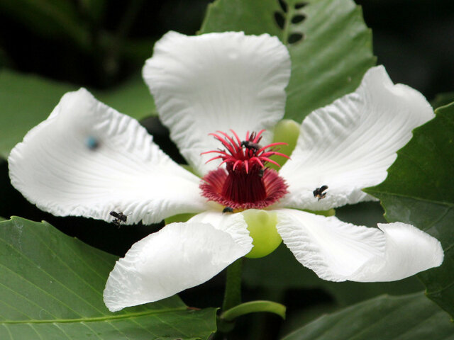 Dillenia philippinensis | Dillenia philippinensis | Flower Database