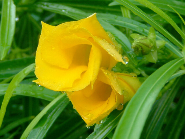 Cascabela thevetia | Cascabela thevetia | Flower Database