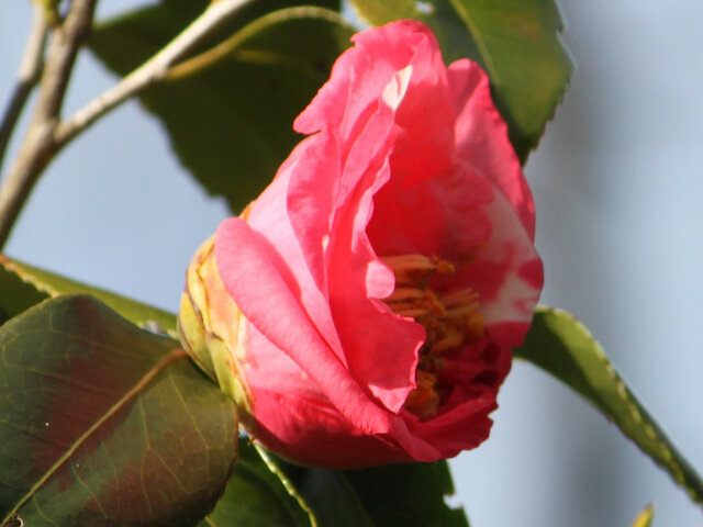 Camellia Taiyo-nishiki | Camellia japonica cv. | Flower Database
