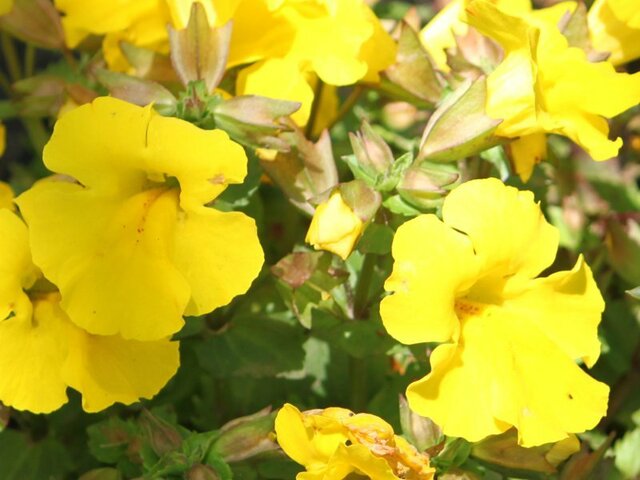Mimulus ’Mystic Yellow’ | Mimulus x hybridus 'mystic | Flower Database