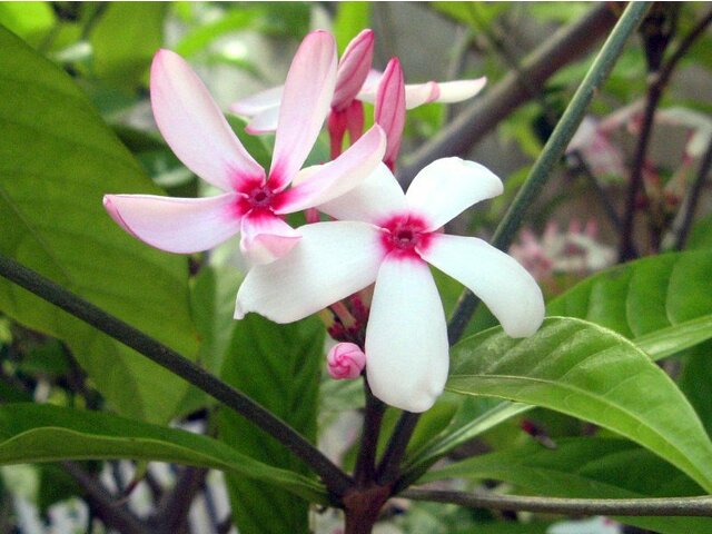 Kopsia fruticosa | Kopsia fruticosa | Flower Database