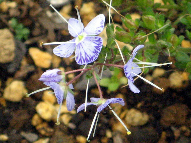Kikuba kuwagata | Pseudolysimachion schmidtianum | Flower Database