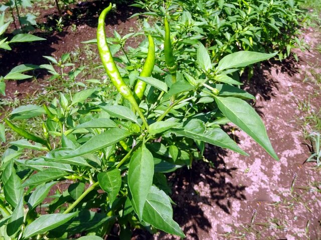 Fushimi pepper | Capsicum annuum var. longum | Flower Database