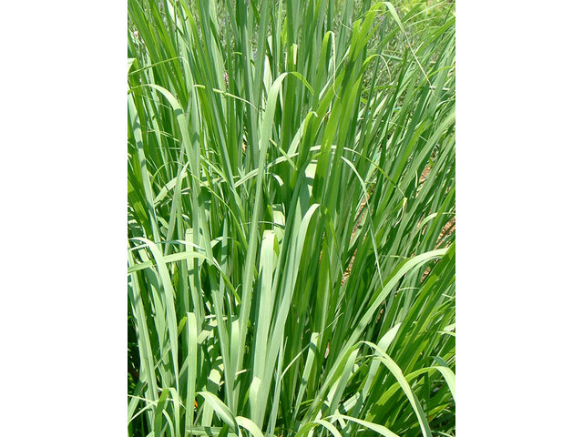 Cymbopogon citratus | Cymbopogon citratus | Flower Database