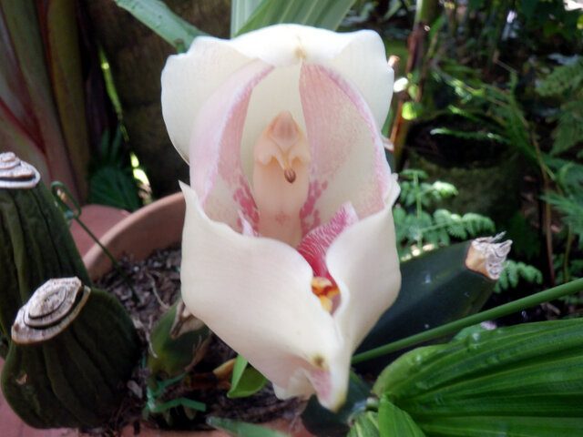 Angulocaste | Anguloa uniflora | Flower Database