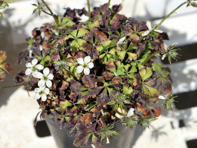 バイカオウレン | Coptis quinquefolia | かぎけん花図鑑