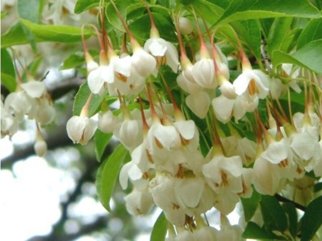 Japanese Snowbell Tree Fragrant Flowers, Fast Growing, 55% OFF