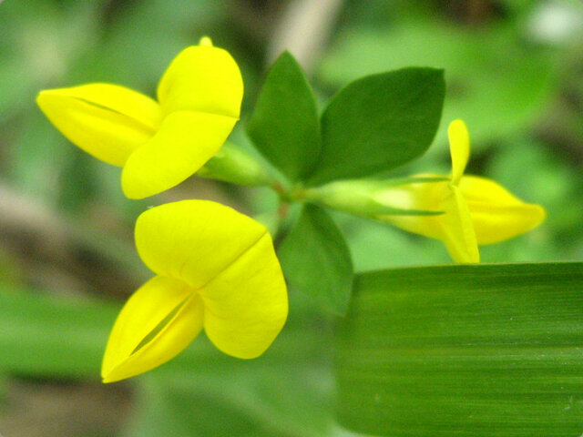 Lotus japonicus | Lotus japonicus | Flower Database