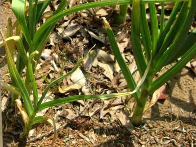 Garlic | Allium sativum | Flower Database