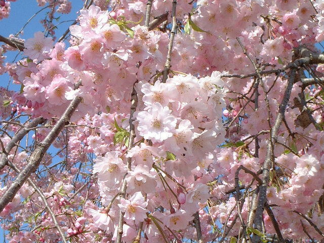 Yae benishidare | Cerasus spachiana ‘plena-rosea’ | Flower Database