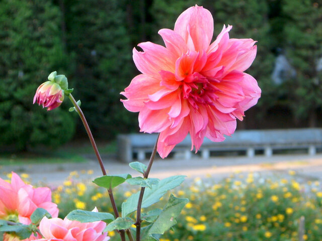 Dahlia | Dahlia pinnata | Flower Database