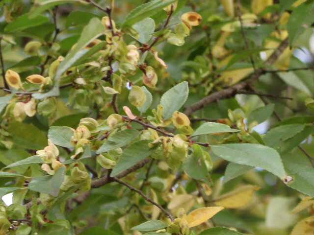Ulmus parvifolia | Ulmus parvifolia | Flower Database