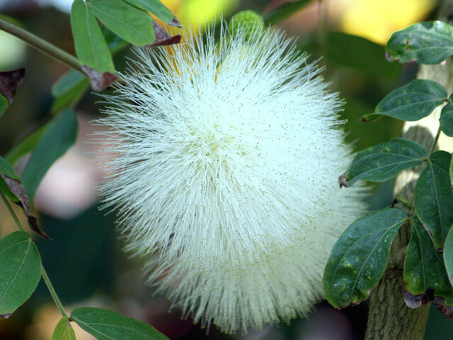 White powder puff | Calliandra haematocephala 'alba' | Flower Database