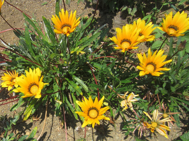 Gazania rigens | Gazania rigens | Flower Database