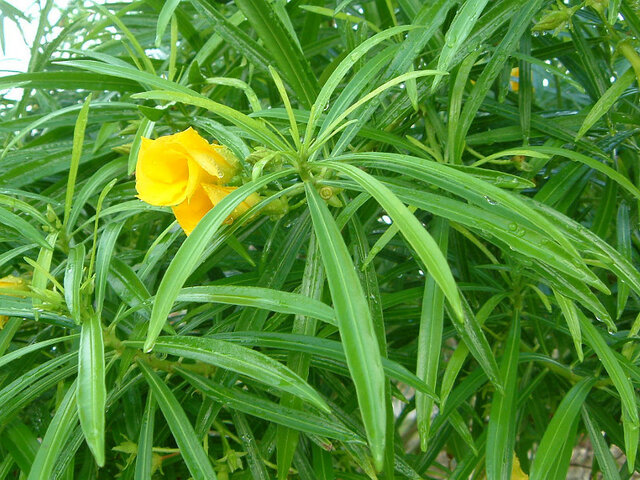 Cascabela thevetia | Cascabela thevetia | Flower Database