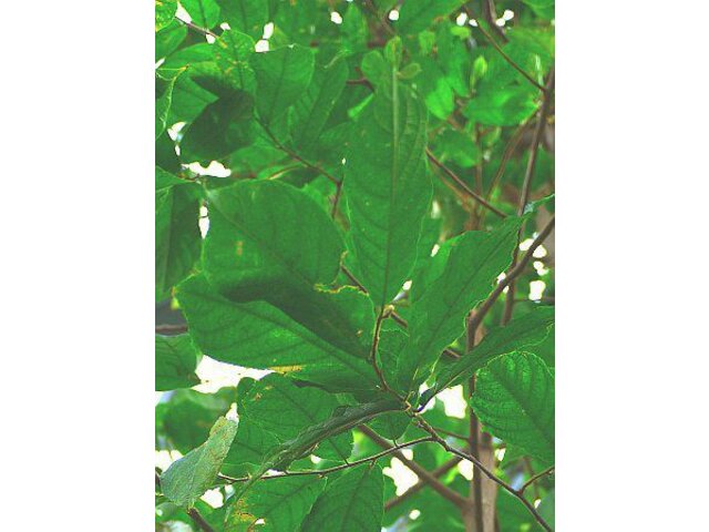 Antiaris toxicaria | Antiaris toxicaria | Flower Database