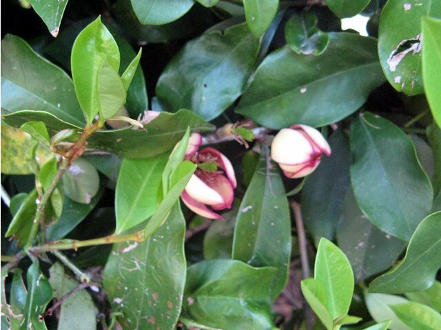 Michelia figo | Michelia figo | Flower Database