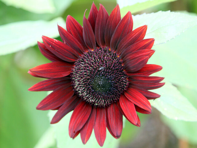 Sunflower Claret | Helianthus annuus cv. claret | Flower Database