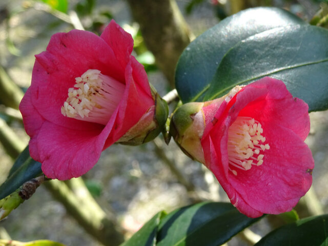 Camellia 'Sado-wabisuke' | Camellia japonica | Flower Database