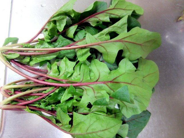 Red stem spinach | Spinacia oleracea 'akakuki type' | Flower Database