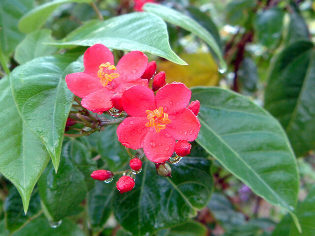 Jatropha integerrima | Jatropha integerrima | Flower Database
