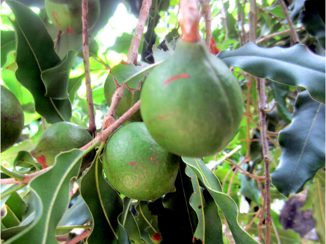 Macadamia | Macadamia integrifolia | Flower Database
