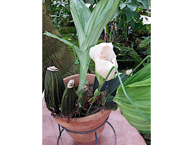 Angulocaste | Anguloa uniflora | Flower Database