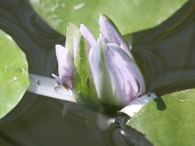 Tropical Waterlily 'Nymphaea White Colorata' | | Flower Database