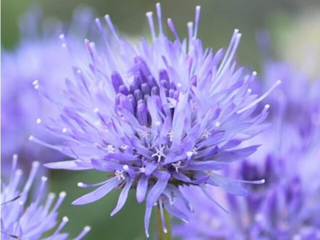Jasione perennis | Jasione laevis | Flower Database
