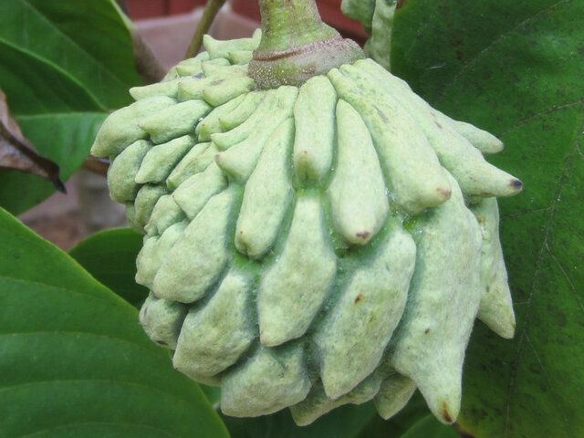 biriba | Rollinia deliciosa | Flower Database