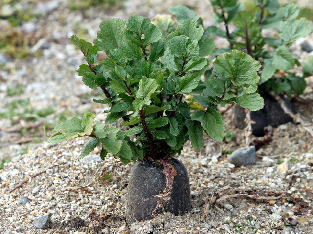 Raphanus niger | Raphanus sativus var. niger | Flower Database