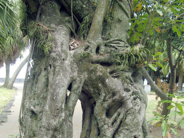 Ficus superba | Ficus superba | Flower Database