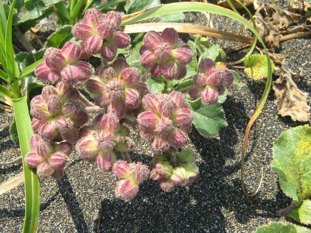 Glehnia | Glehnia littoralis | Flower Database