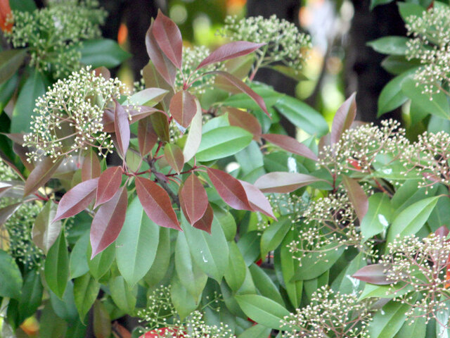 Photinia glabra | Photinia glabra | Flower Database