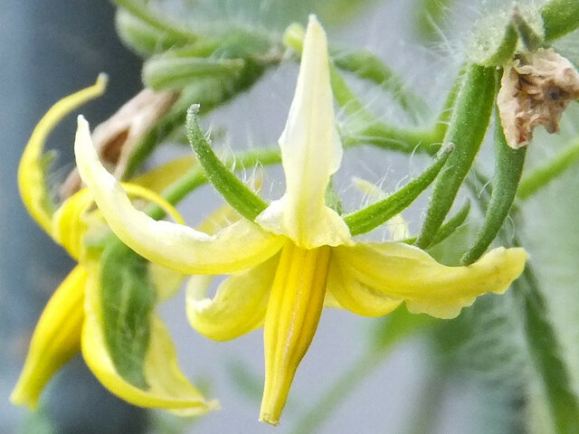 Tomato | Solanum lycopersicum | Flower Database