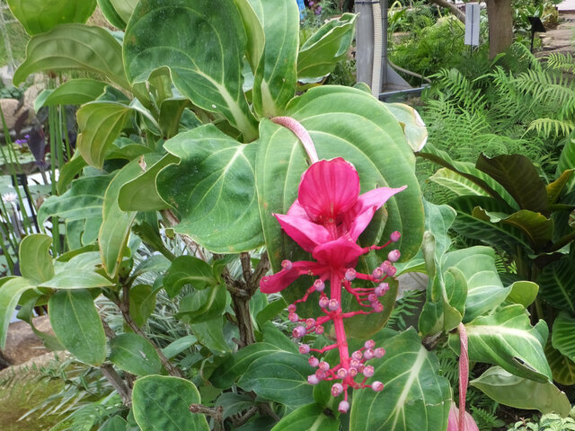 Medinilla magnifica | Medinilla magnifica | Flower Database
